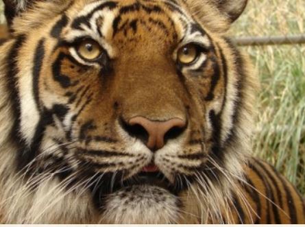 J.B.'s Journal: Tiger Missing Link Foundation | cbs19.tv