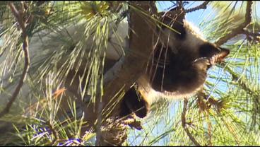 Web Exclusive: Cat saved after spending 24-hours stuck in a tall tree ...